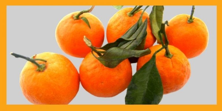 Best Oranges For Juicing - 9 Sweetest Ones!