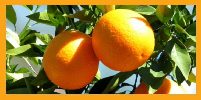 Best Oranges For Juicing - 9 Sweetest Ones!